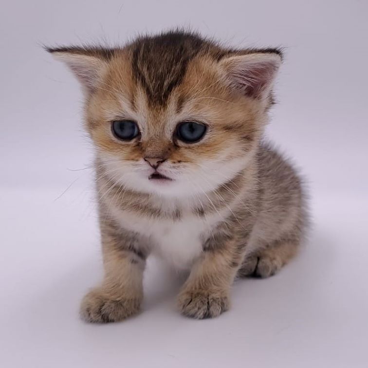 HOME - scottishkittens.com