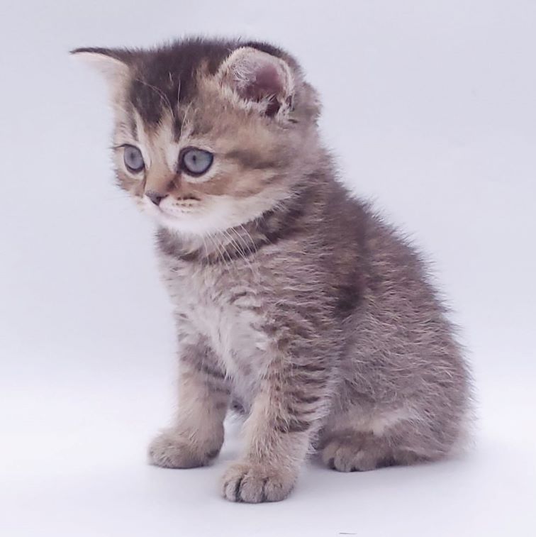 HOME - scottishkittens.com